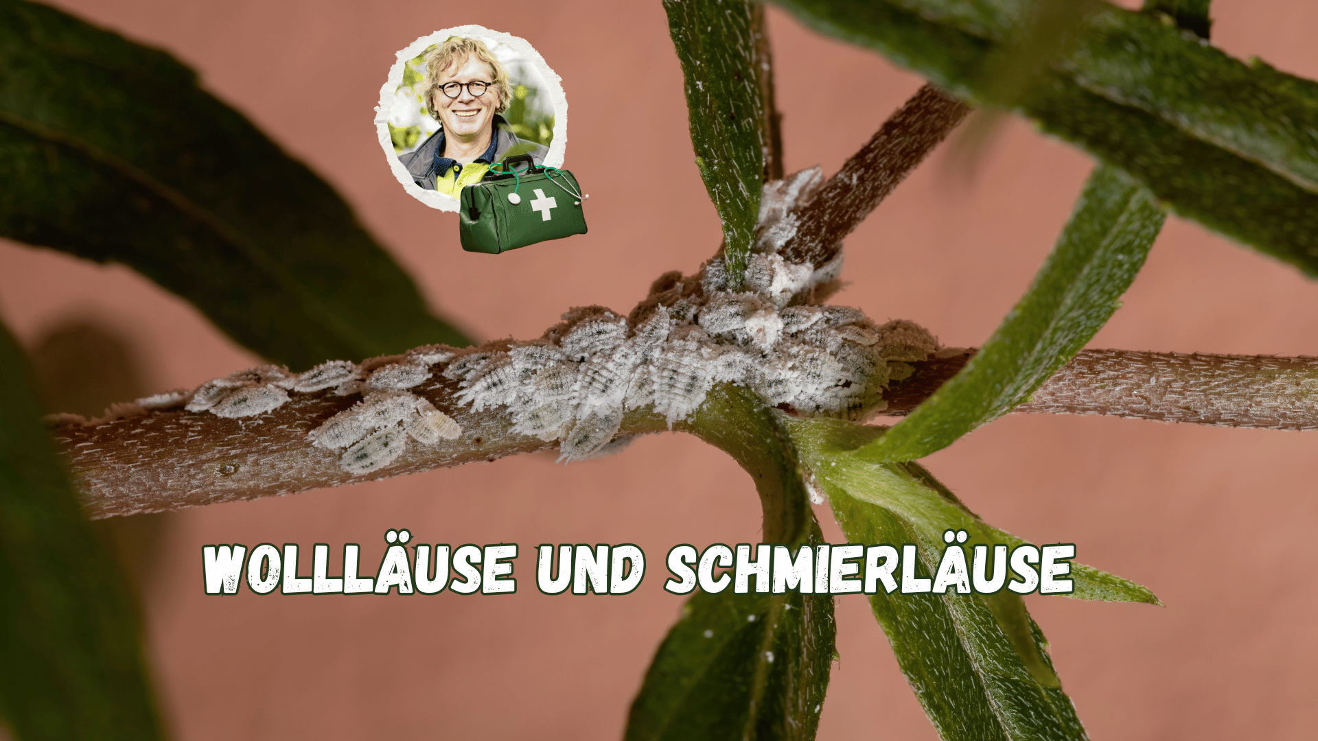Wollläuse und Schmierläuse loswerden - Der Pflanzenarzt René Wadas